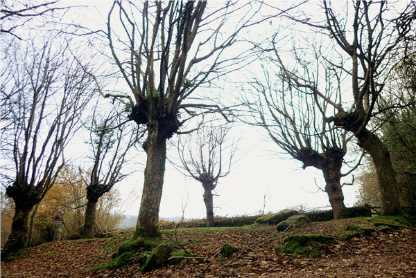 Forum advice notes - Ash dieback in Devon