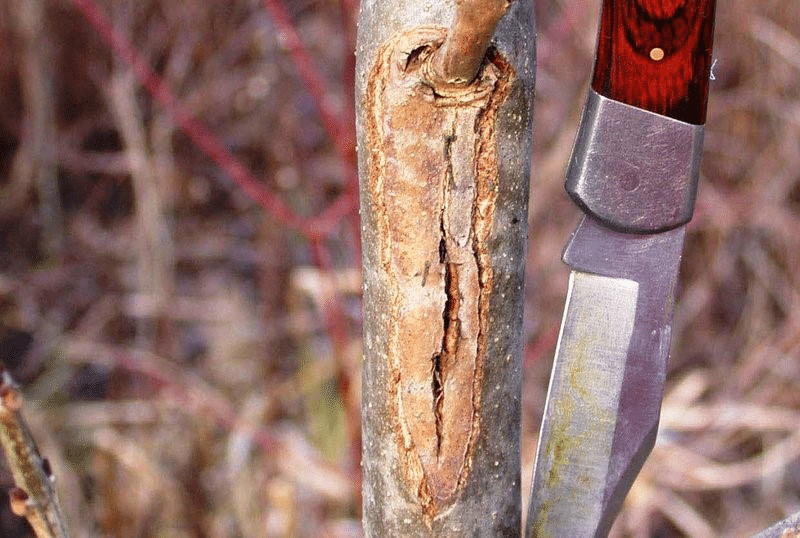 Forum advice notes - Ash dieback in Devon