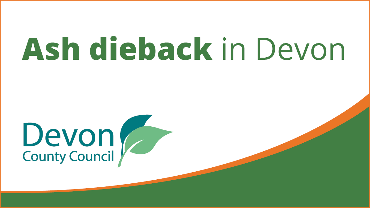 Infected trees: Do's and don'ts - Ash dieback in Devon